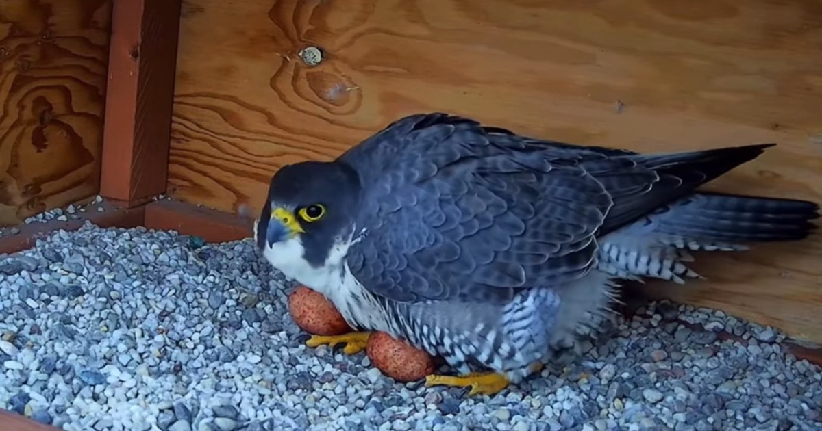 Un faucon pèlerin pond des œufs dans la tour de l'UdeM