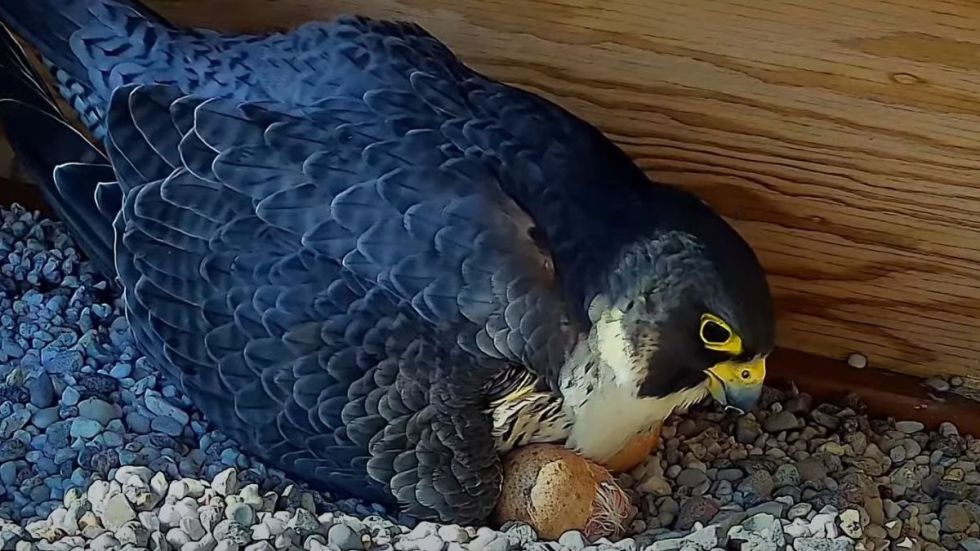 Tour de l’UdeM: les œufs du faucon pèlerin sont en train d'éclore