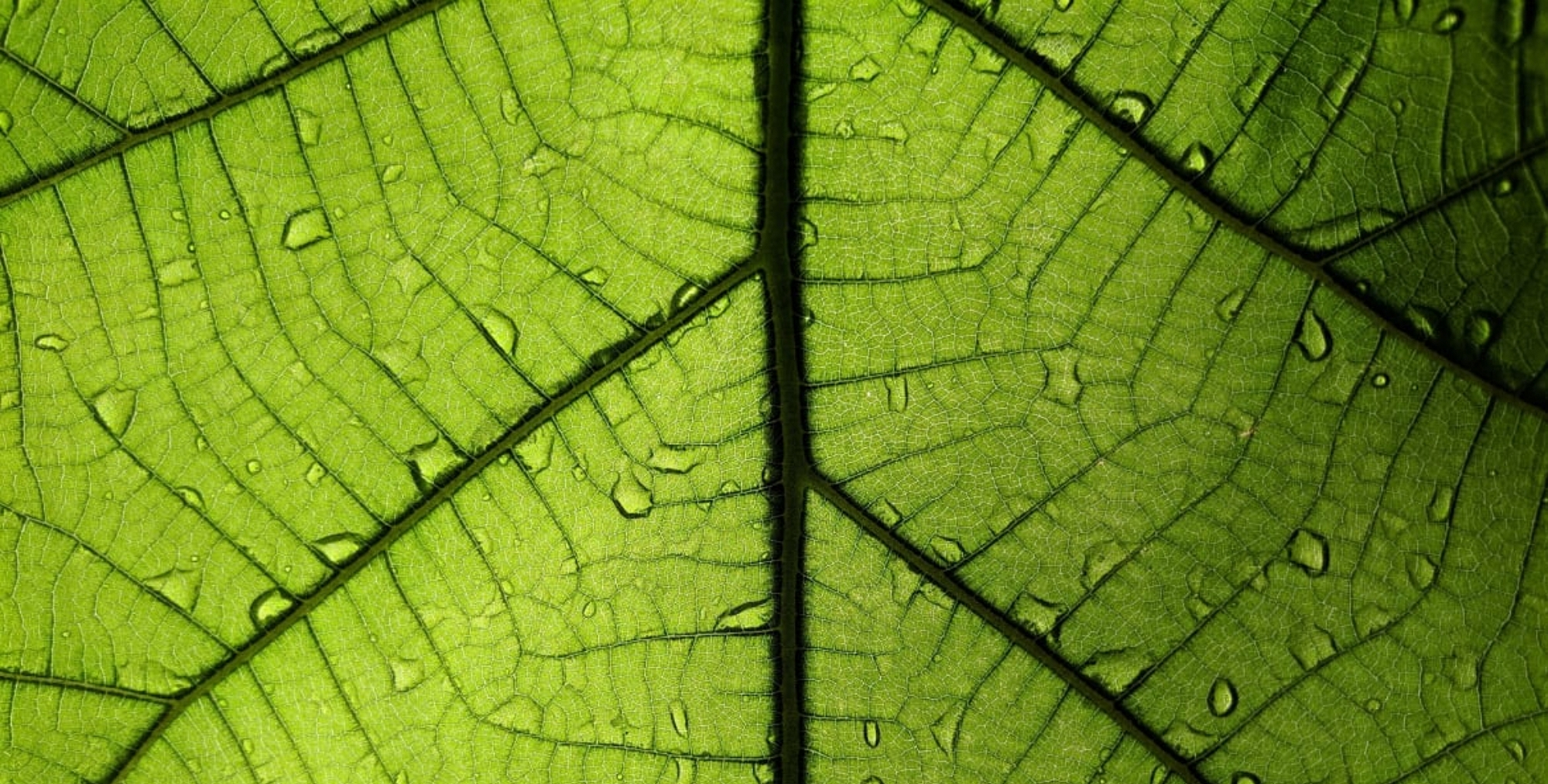 Plantes sous microscope | Journal Métro