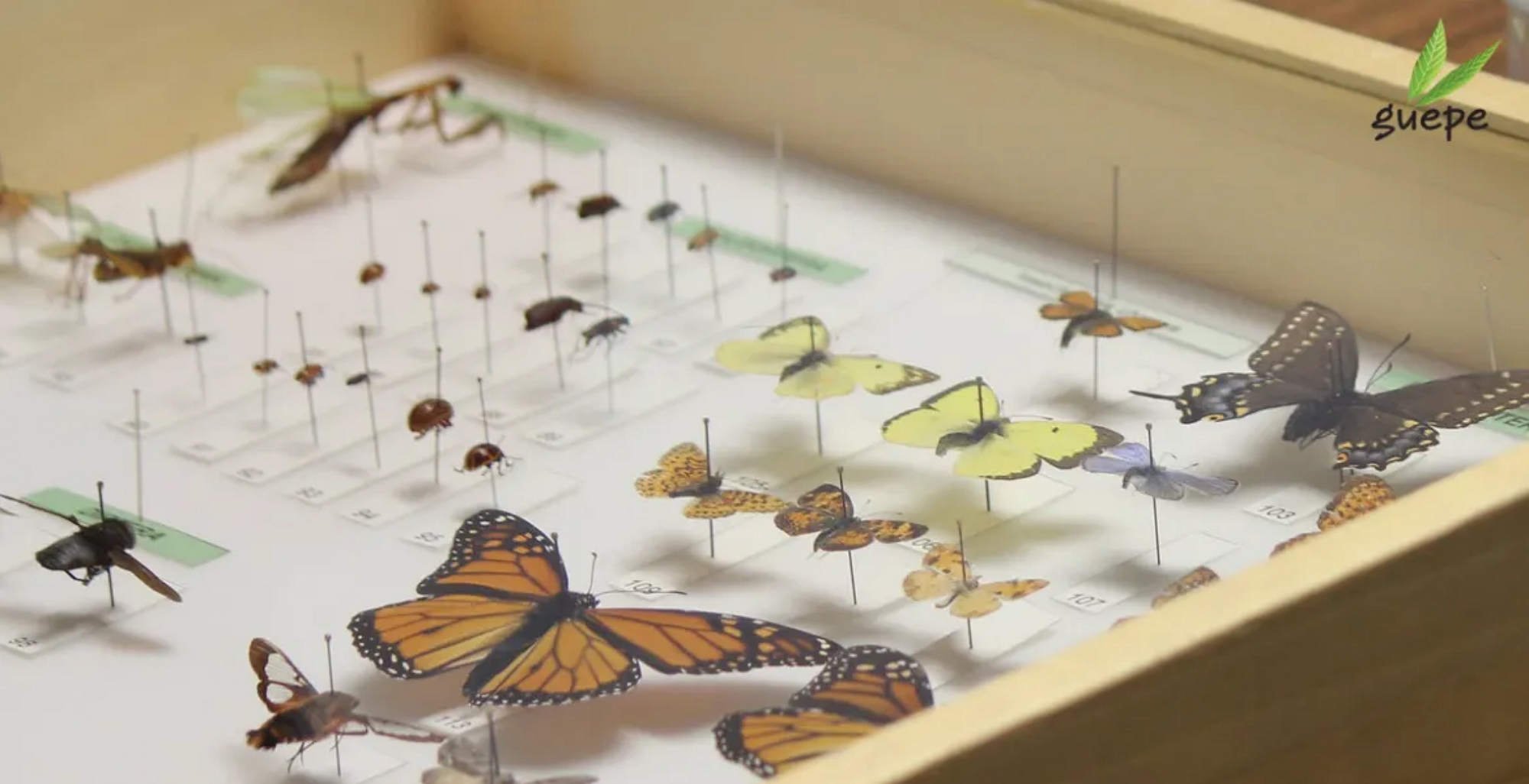 Zoom sur les insectes | Journal Métro
